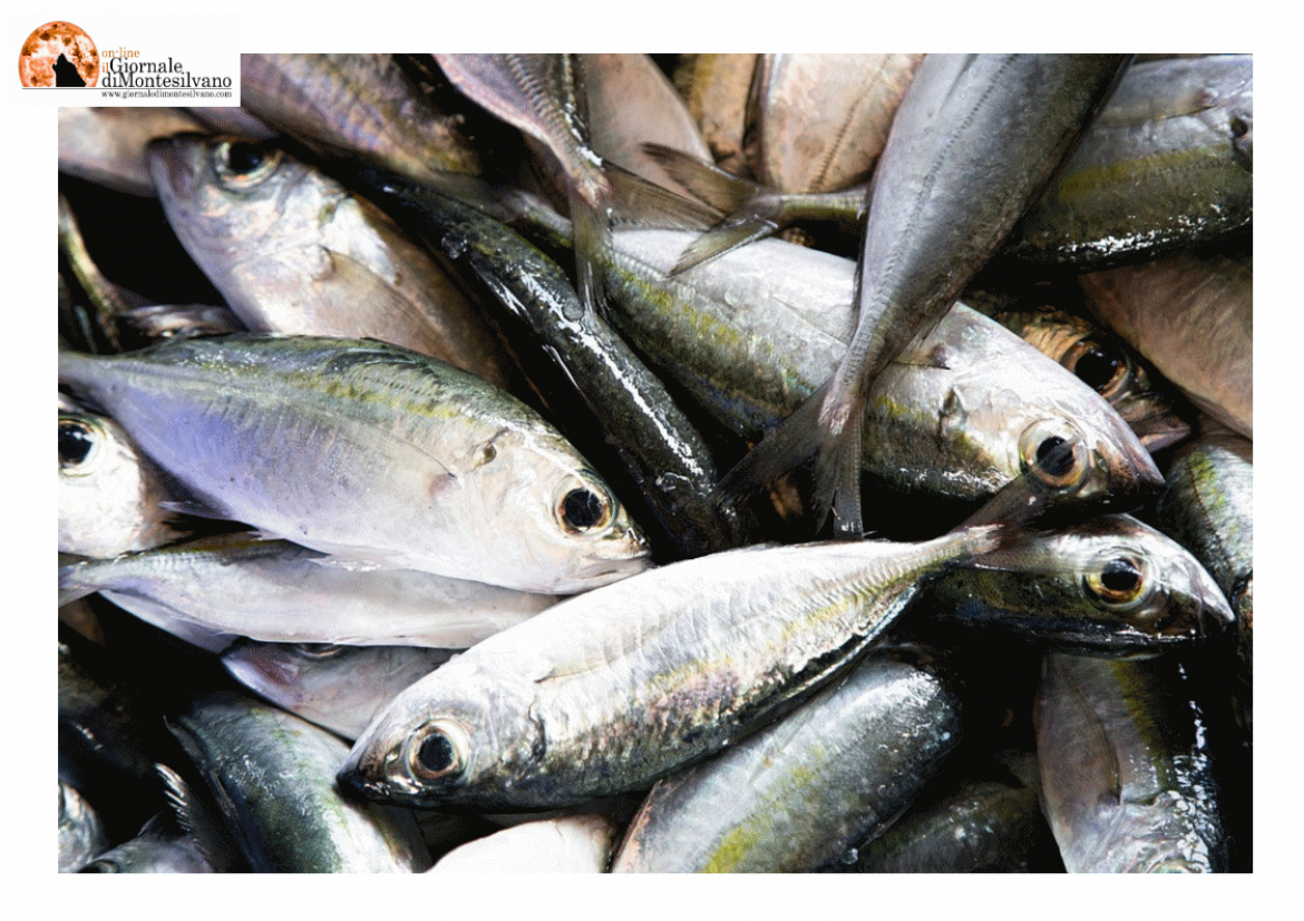 Pescara. Sequestrata tonnellata di tonno rosso diretto a Roma. Ecco che ...